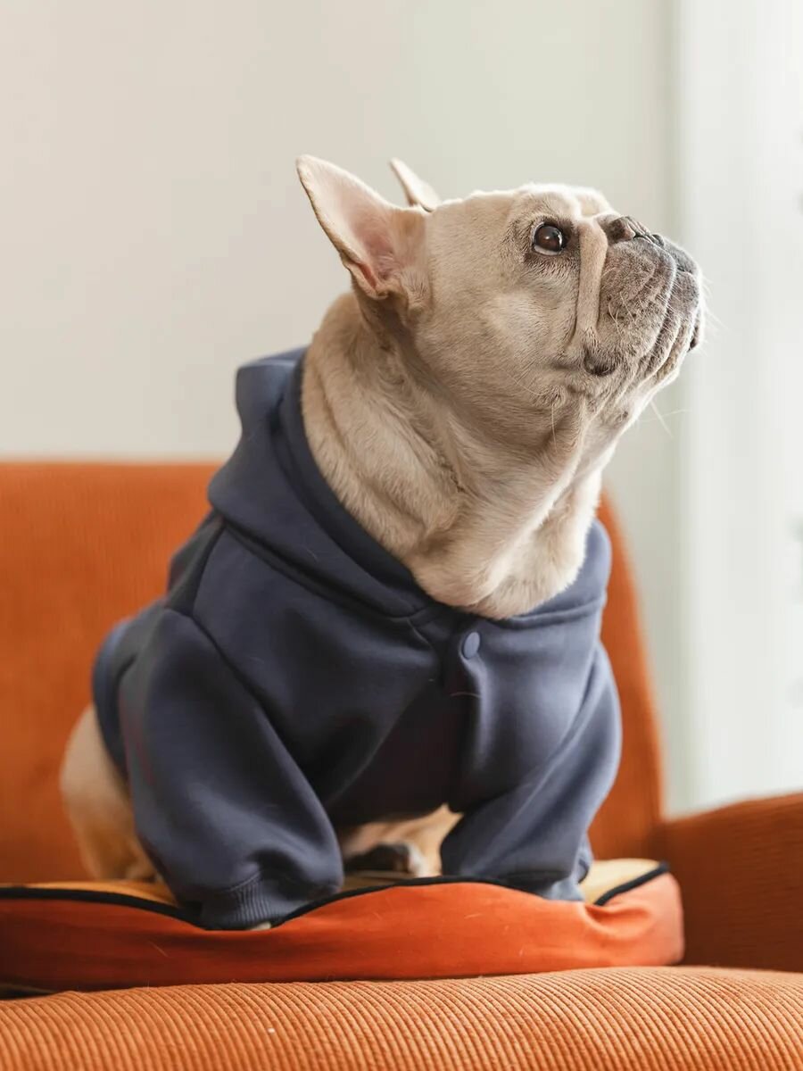 Одежда для собак кофта (французский бульдог)