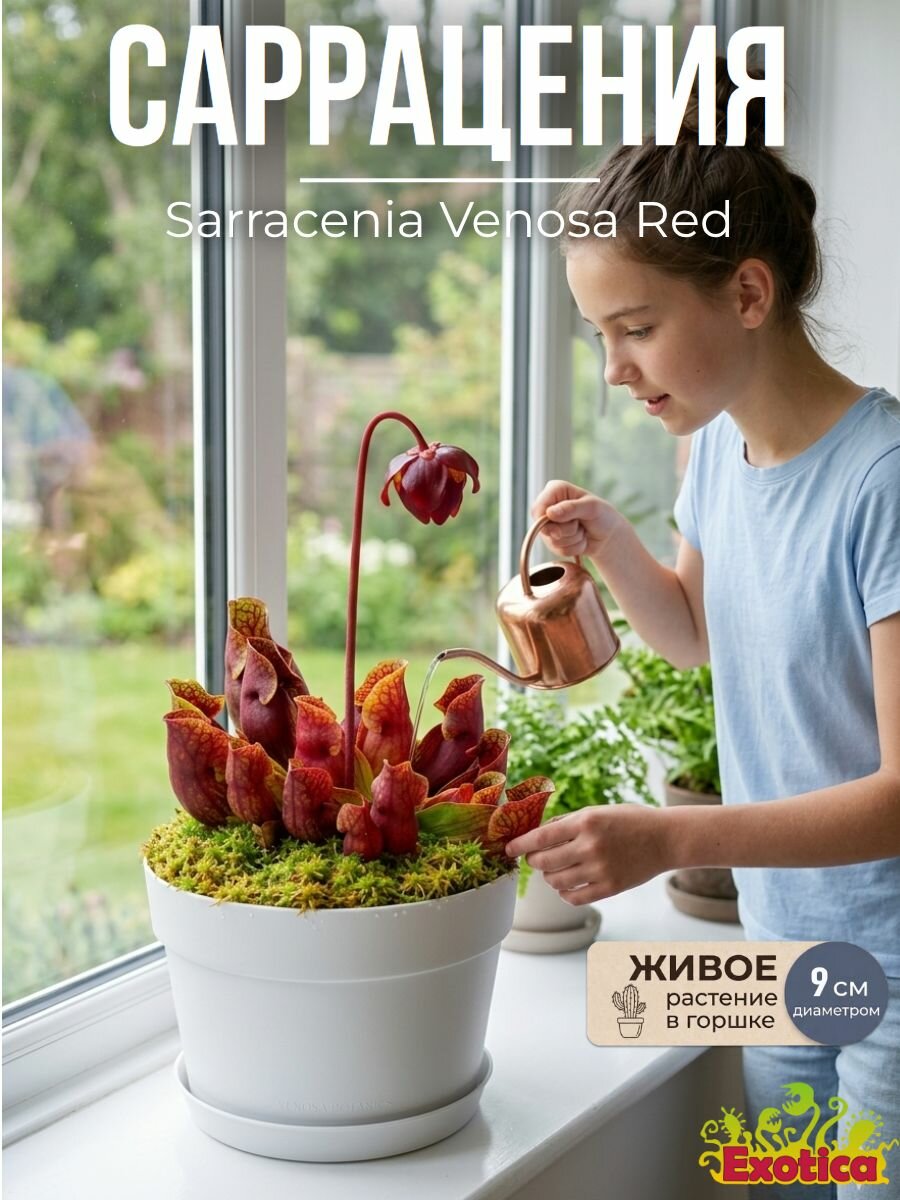 Саррацения Веноза Красная (Sarracenia Venosa Red) D9см, хищное растение