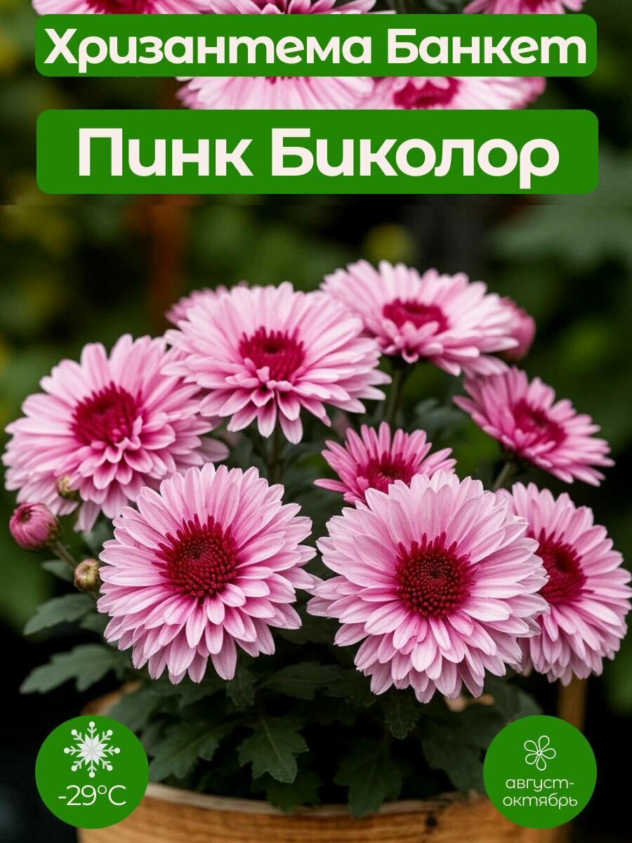 Хризантема "Банкет Пинк", многолетняя, морозостойкая, сентябрьское цветение