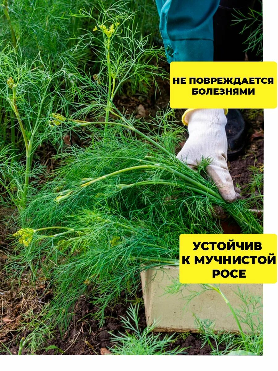 Семена укропа Кибрай, 2 г, на зелень, для открытого грунта, теплицы и дома — фото 1