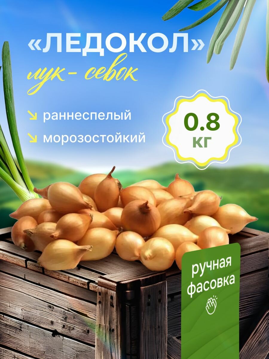 Лук севок на посадку "Ледокол" 800 г