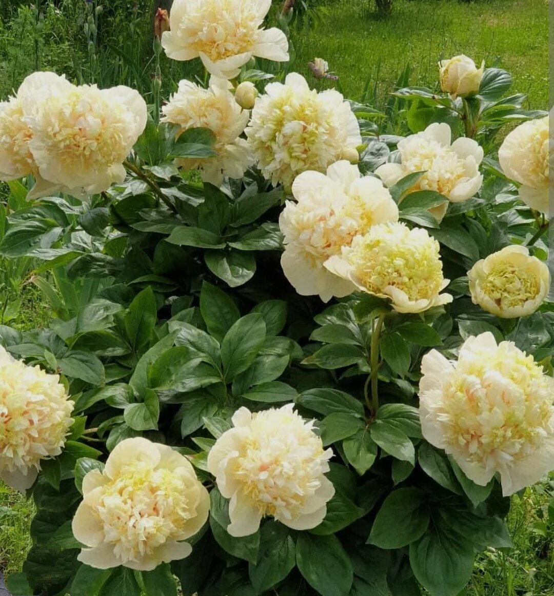 Пион Квитцин, 3+п