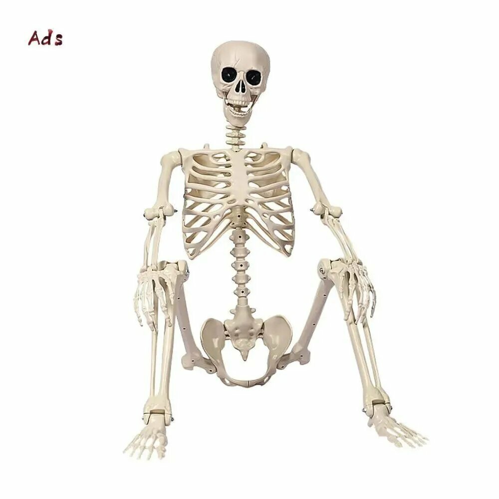 Анатомическая модель