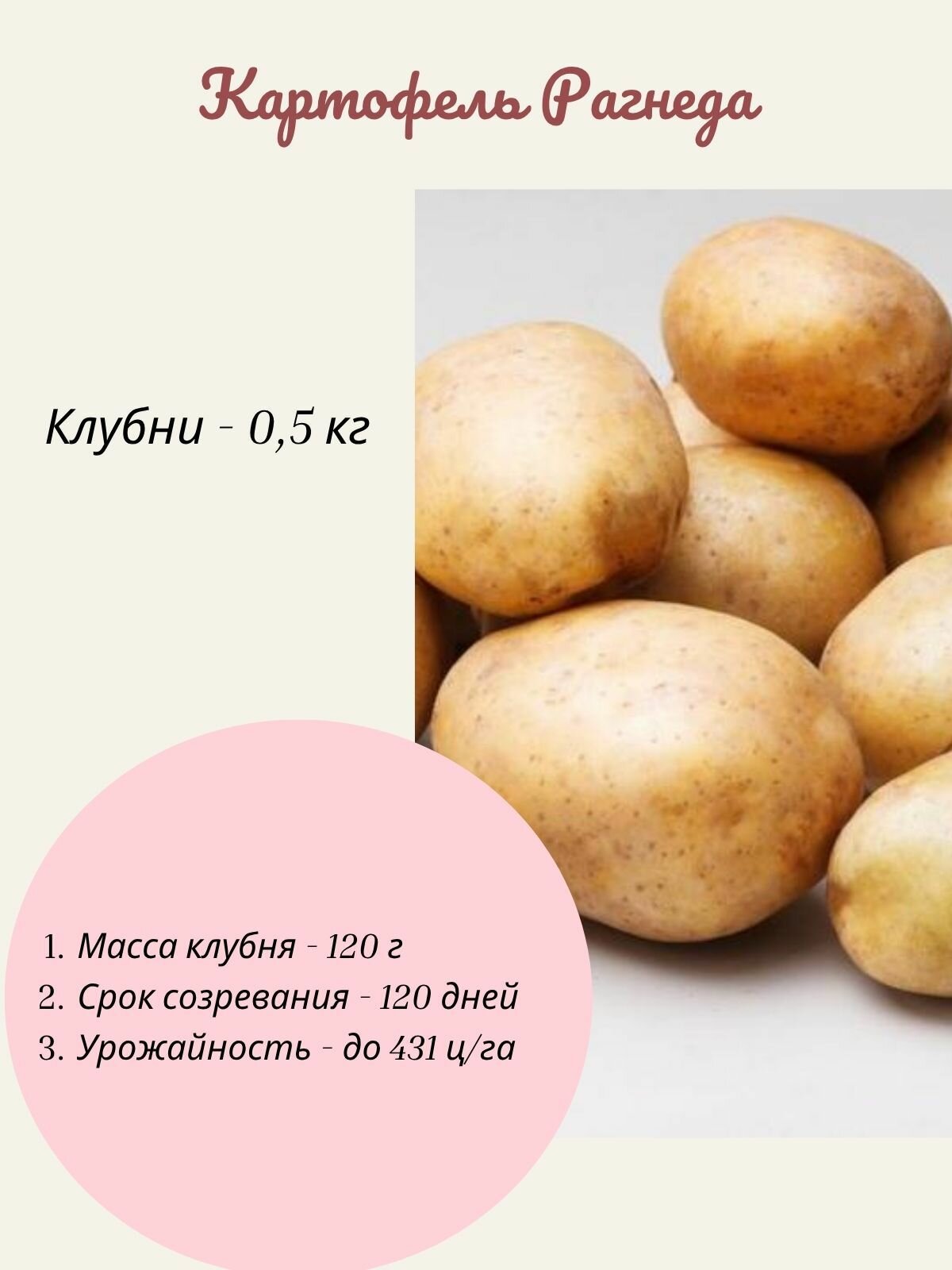 Картофель белый Рагнеда 0,5 кг на посадку