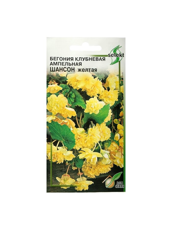 Набор семян Бегония ампельная "Шансон" клубневая, желтая, 5 шт.