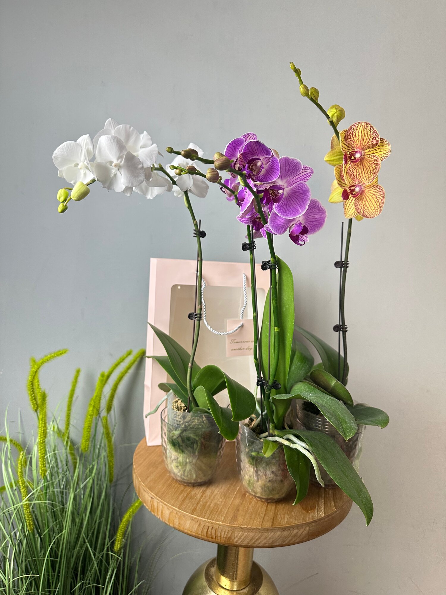 Орхидея Фаленопсис BOTANIQUE FLOWER, подарочный набор комнатное растение орхидеи в горшке 3 шт / подарок маме