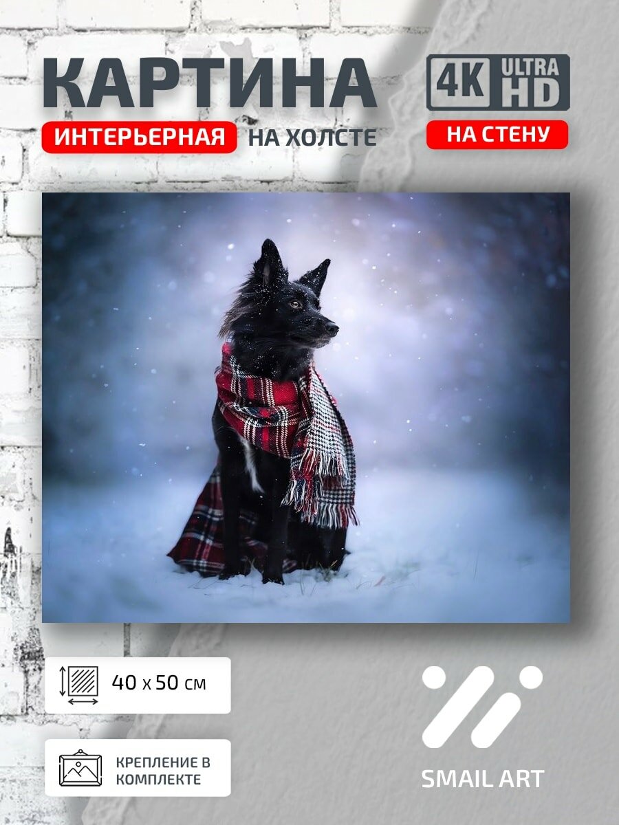Картина на холсте интерьерная 40 на 50 на стену Животные Бордер-колли для спальни атмосфера