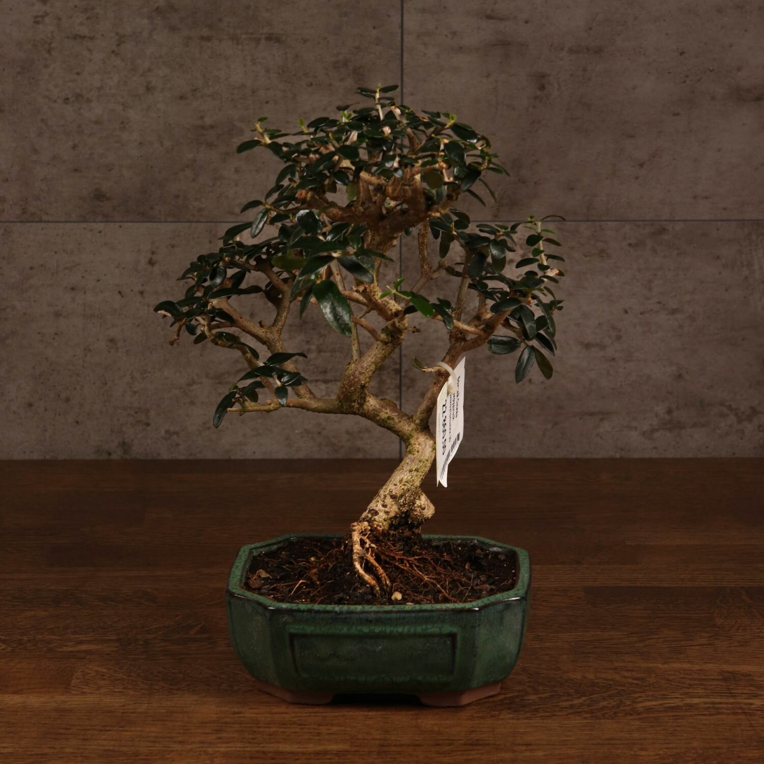 Бонсай Олива изумрудный прямоугольник 30 см