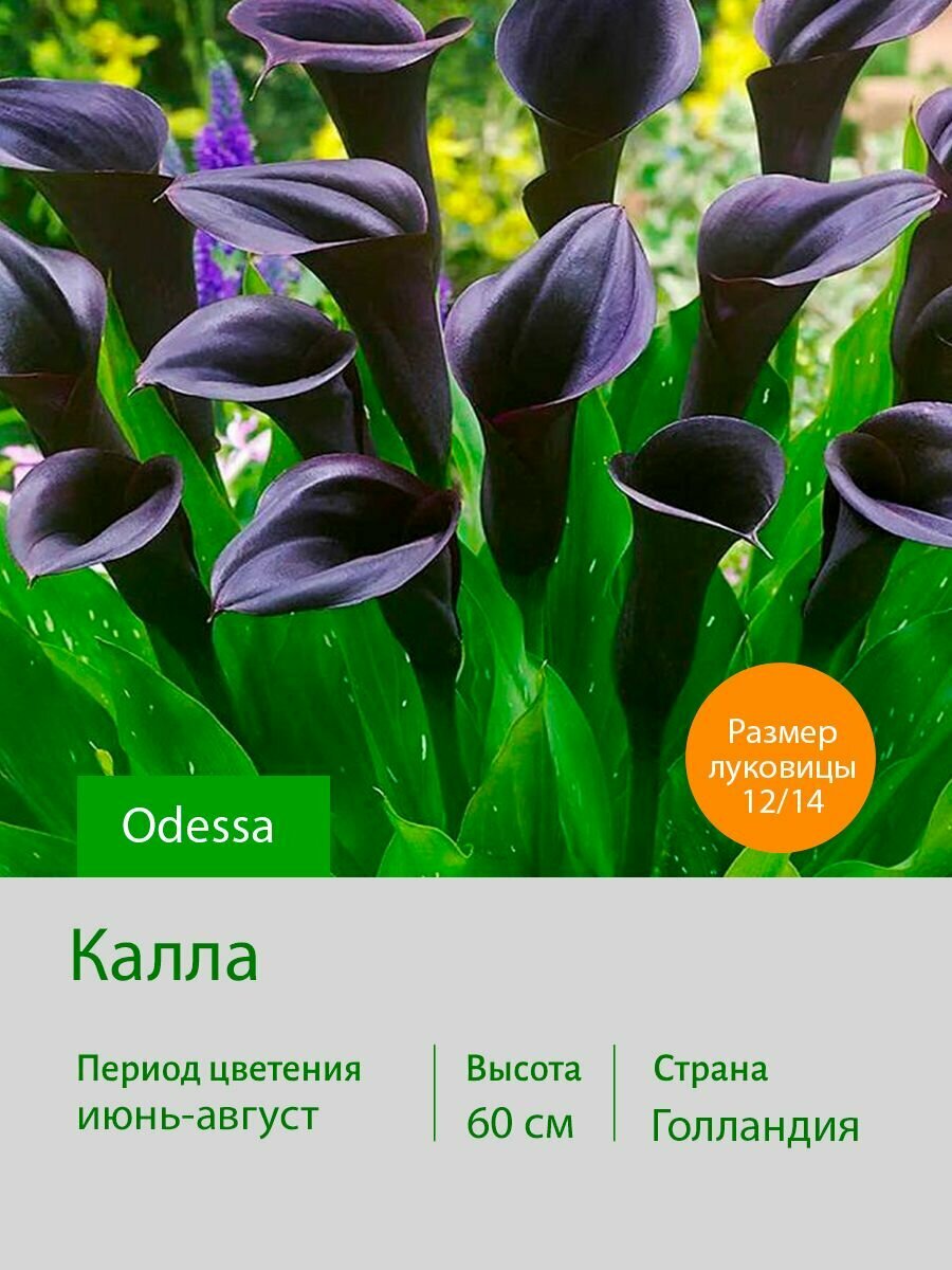 Калла Одесса (Odessa) 1 шт сотка