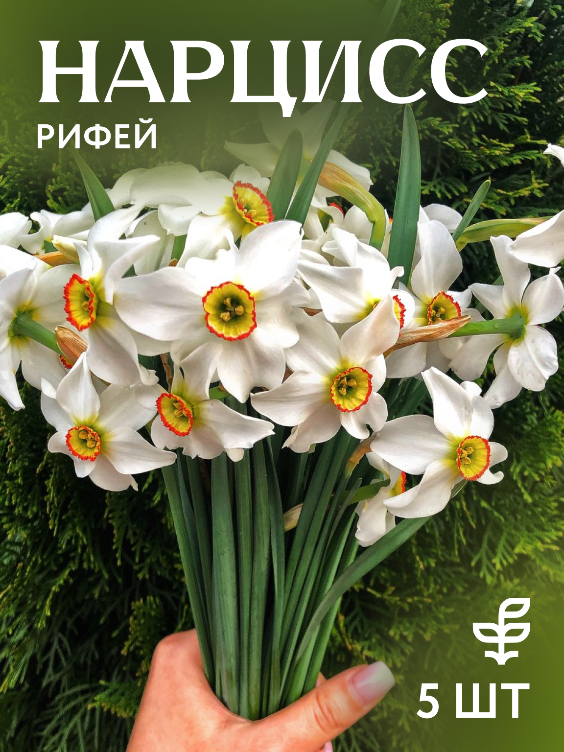 Нарциссы луковицы для посадки