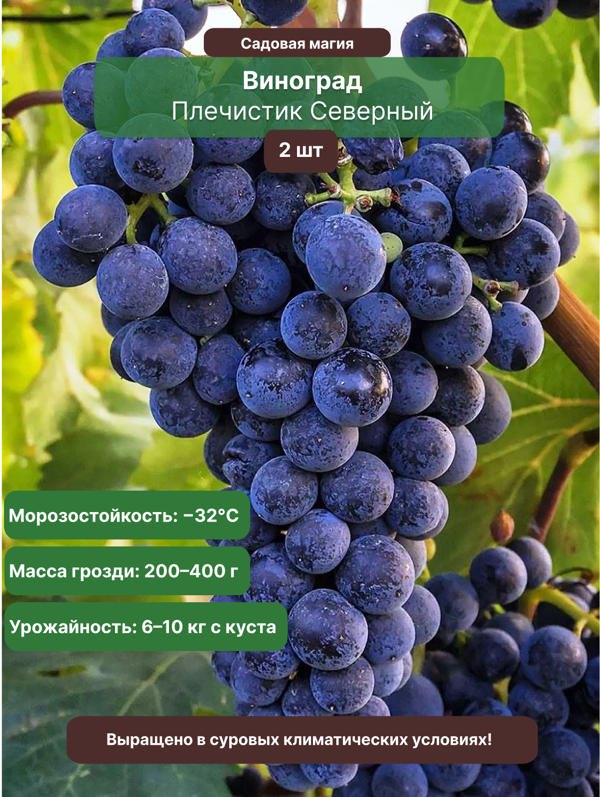 Виноград Плечистик Северный 2 шт / многолетний, морозостойкий сорт