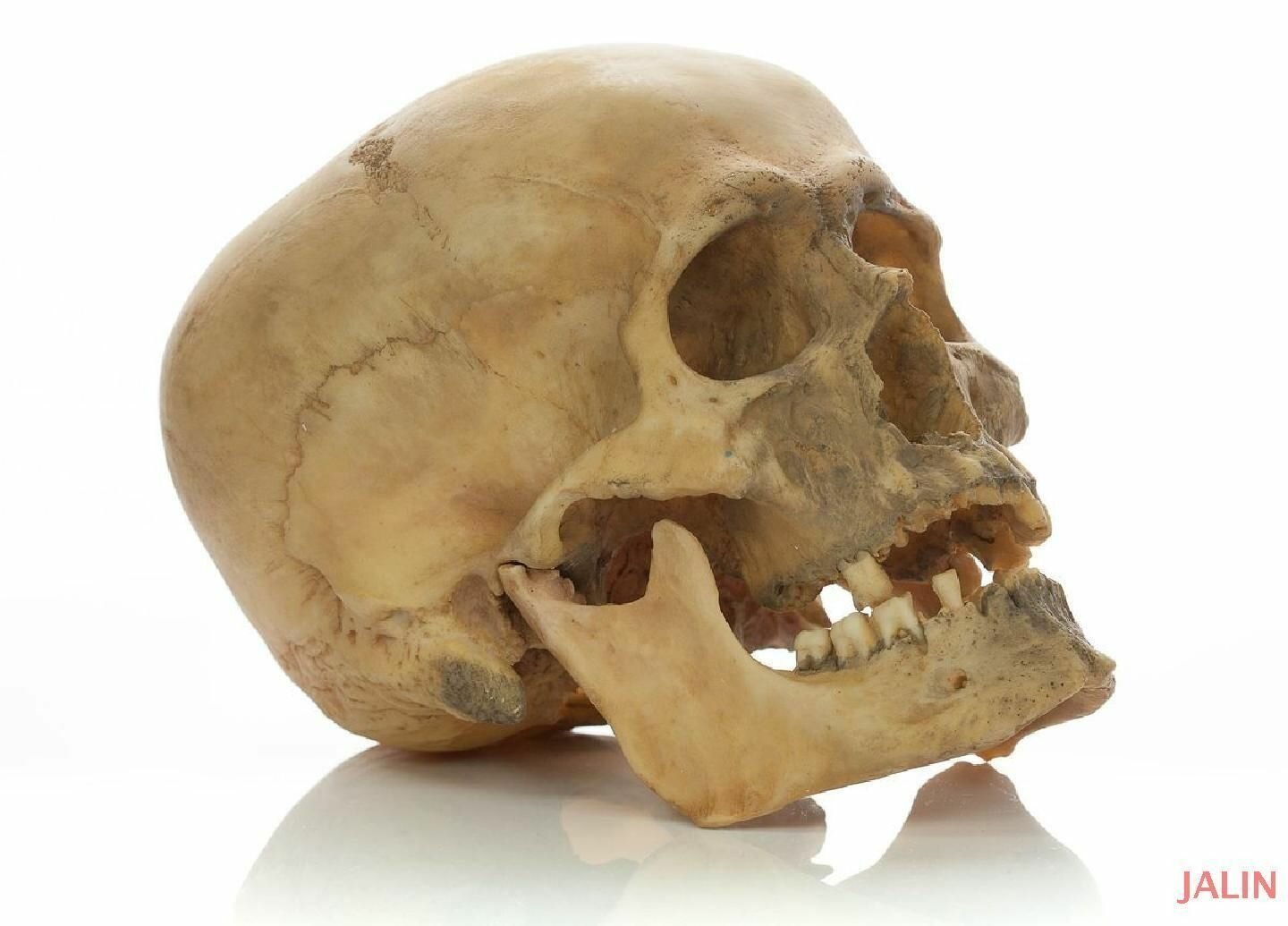 Череп реалистичный древний, масштаб 1:1, ручная работа JALIN