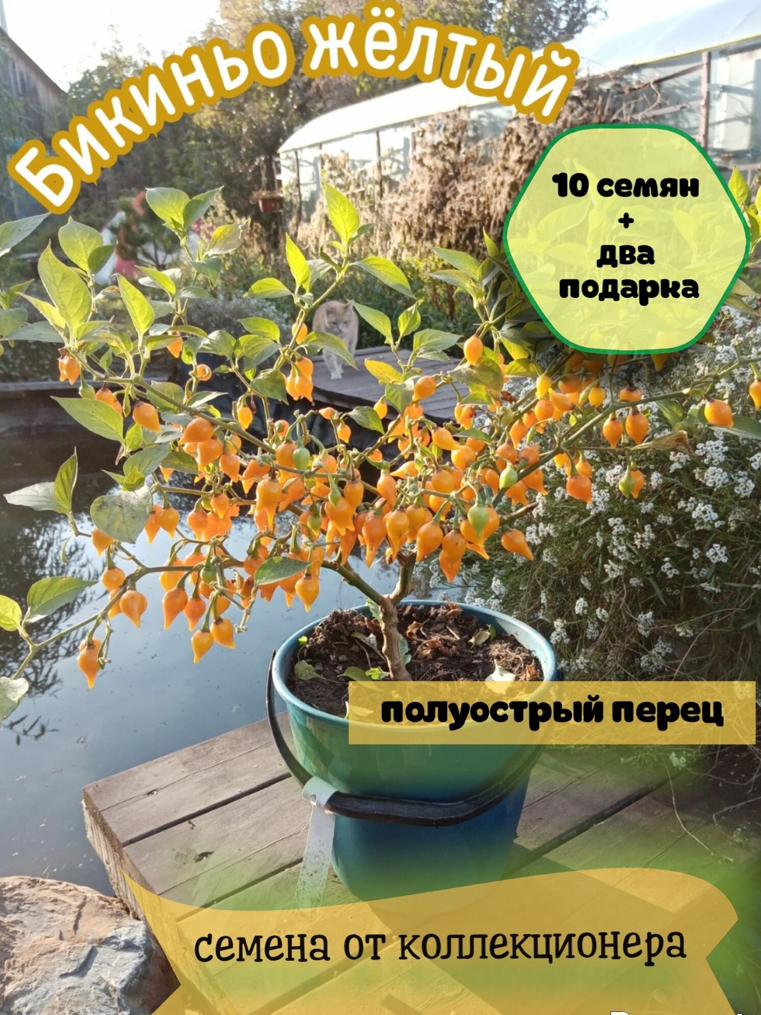 Перец "Бикиньо жёлтый", родом из Бразилии, слабо острые мини-перчики