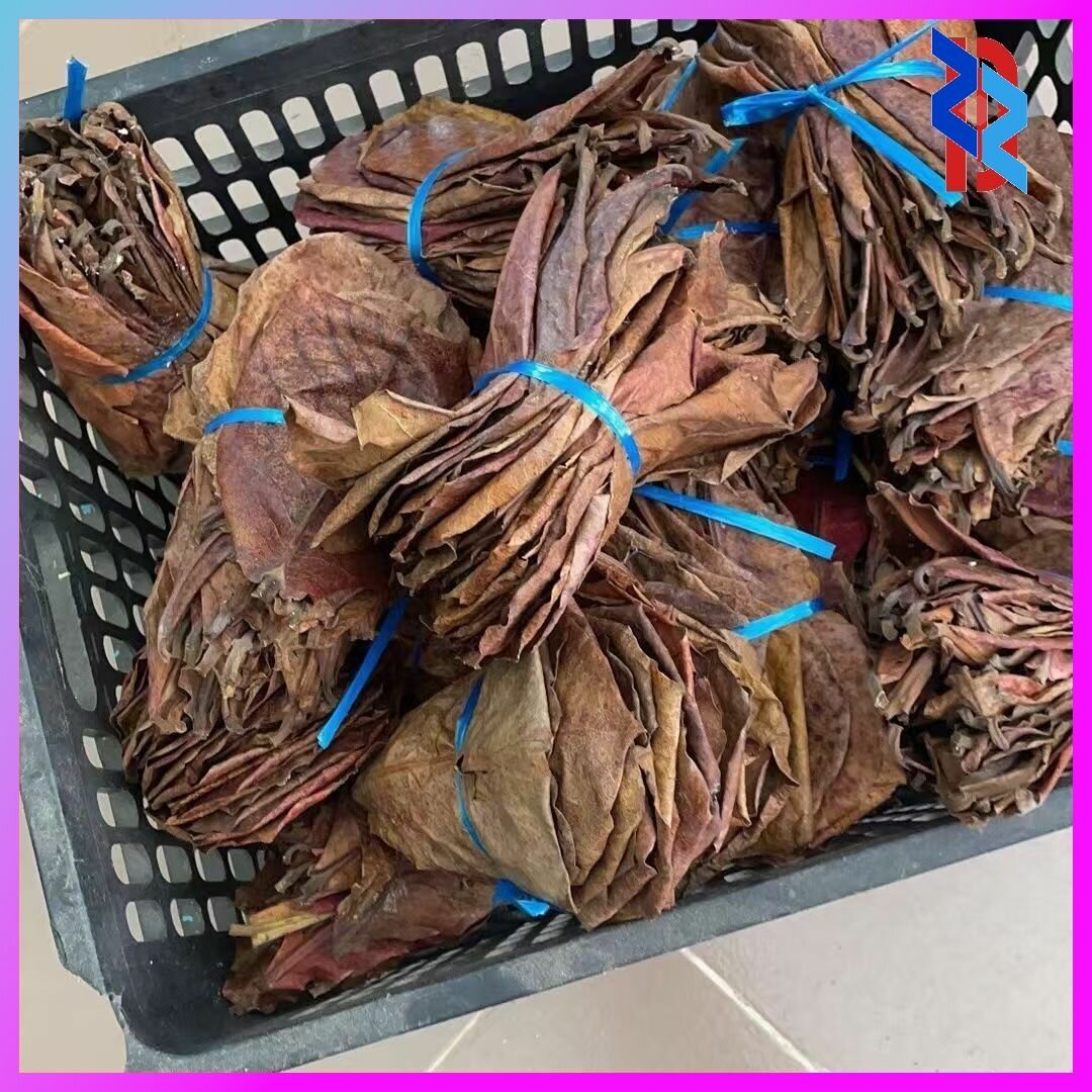 Листья индийского миндаля (Terminalia catappa, терминалия катаппа) для аквариума 10 шт. 18 см.