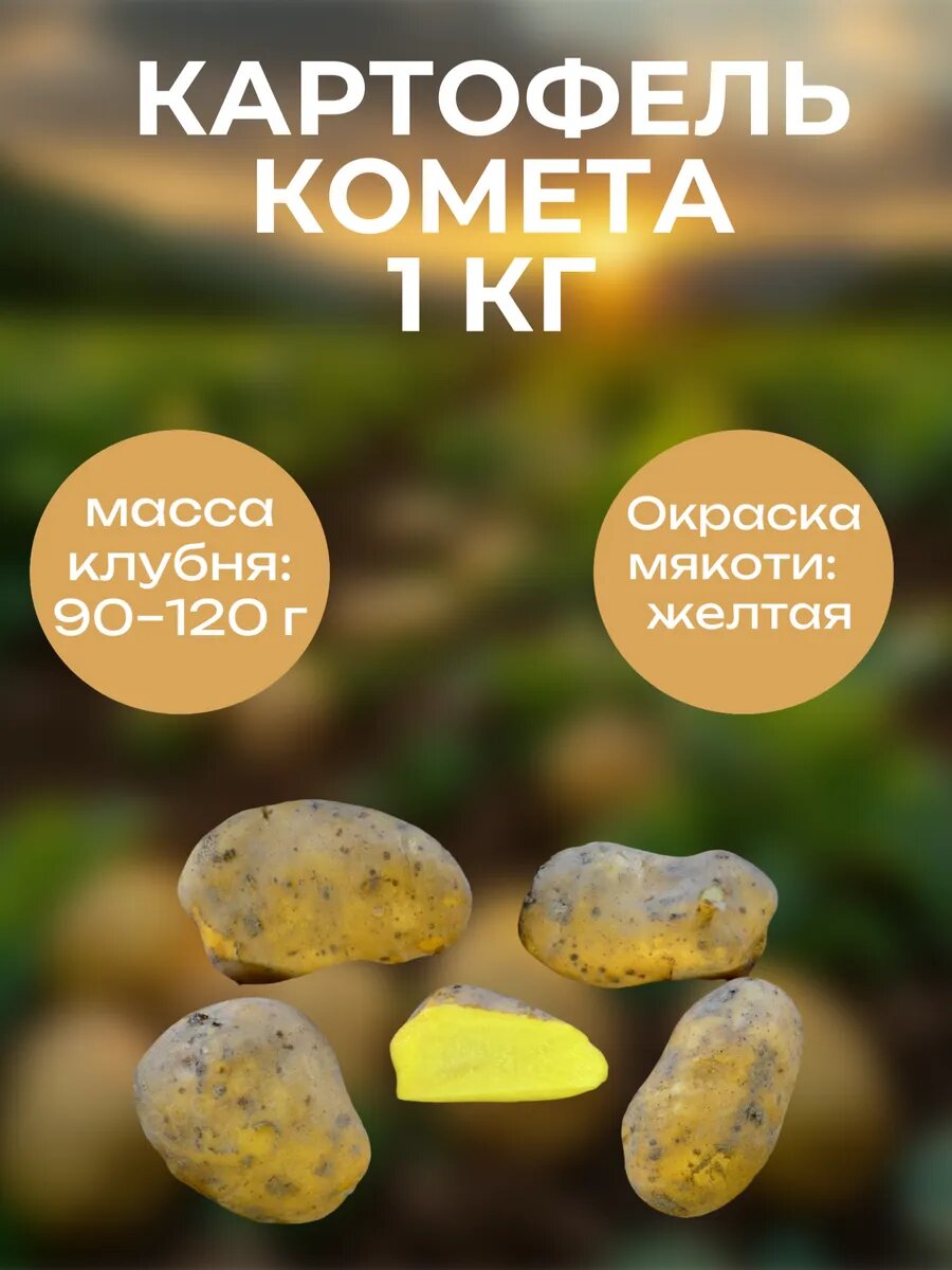 Картофель семенной Комета, 1 кг