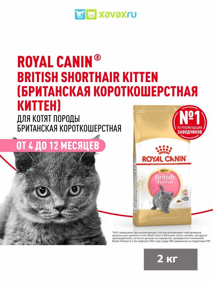 Сухой корм Royal Canin British Shorthair Kitten для британских короткошерстных котят, 2 кг