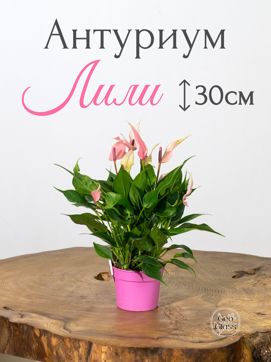 Geo Glass: Антуриум Лили , растения живые , цветущий антуриум розовый 9/25 см , комнатные растения