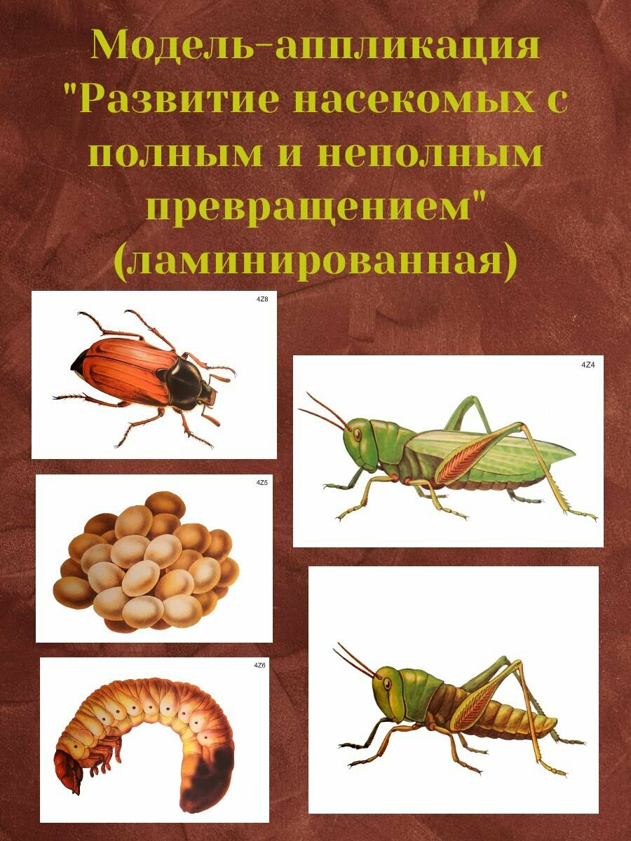 Модель-аппликация Развитие насекомых с полным и неполным превращением