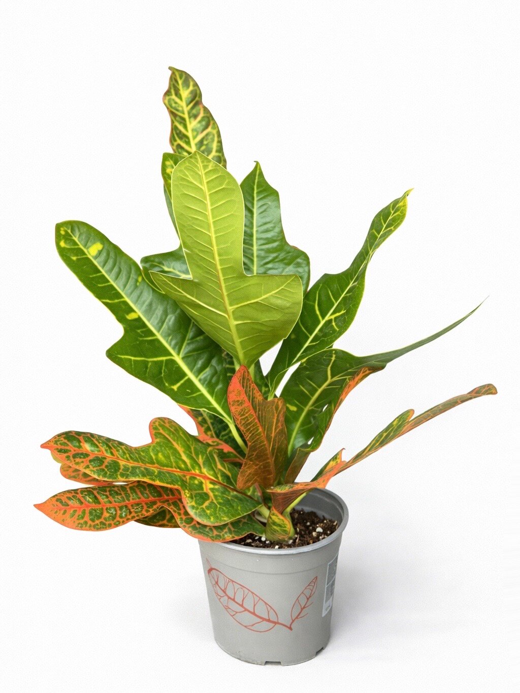 Кротон (Codiaeum variegatum) — декоративное комнатное растение с яркой пёстрой листвой