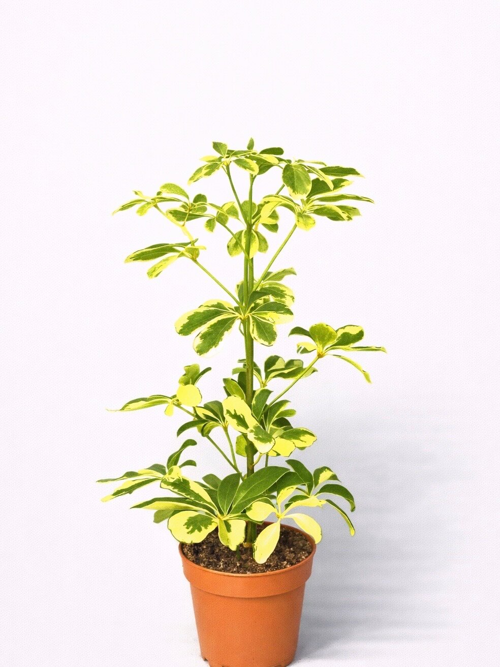 Шефлера вариегатная — элегантное комнатное дерево с узором на листьях