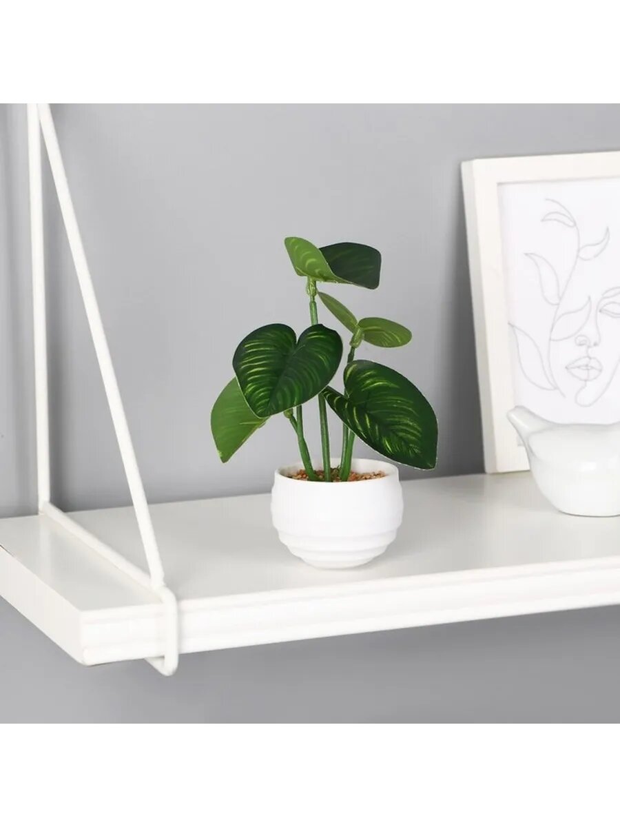 Элегантный бонсай из Филодендрона — стильный декор