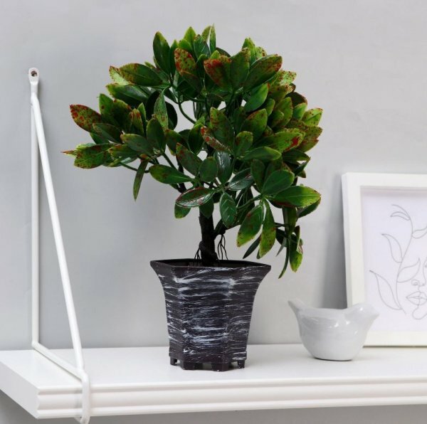 Бонсай в горшке "Фикус пятнистый" 9x27см 3931551