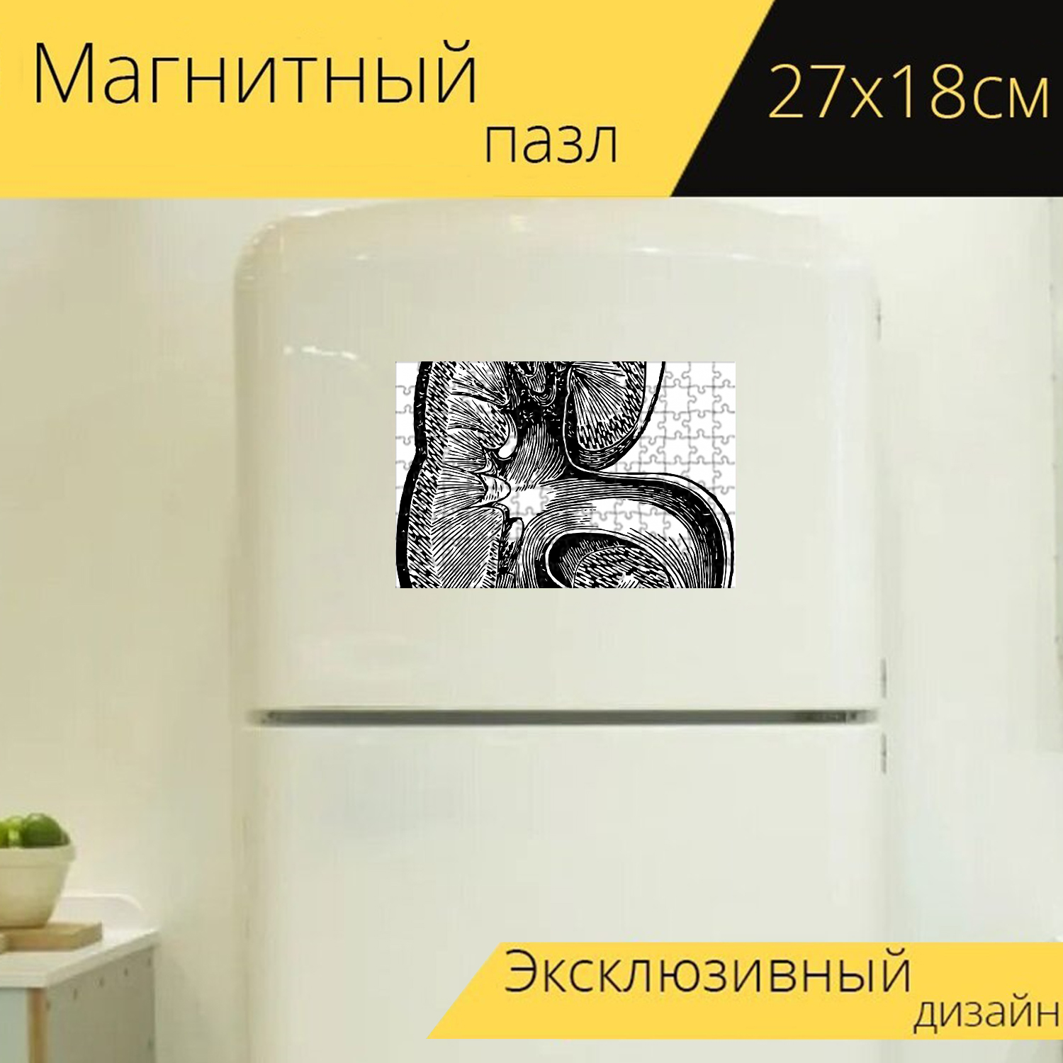 Магнитный пазл "Почки человека Re оцифрованного старинных публичного домена иллюстрации черно-белый органов внутренних почек человека. клипарт клип арт." на холодильник 27 x 18 см.