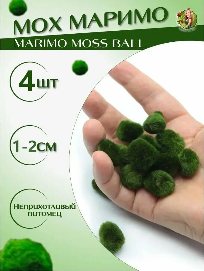 Кладофора шаровидная мох маримо (Aegagropila linnaei) 1-2см