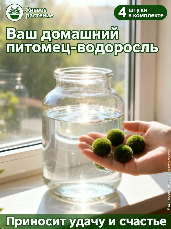 Маримо набор 4 шт, Живой мох для аквариума и флорариума, Неприхотливое комнатное растение