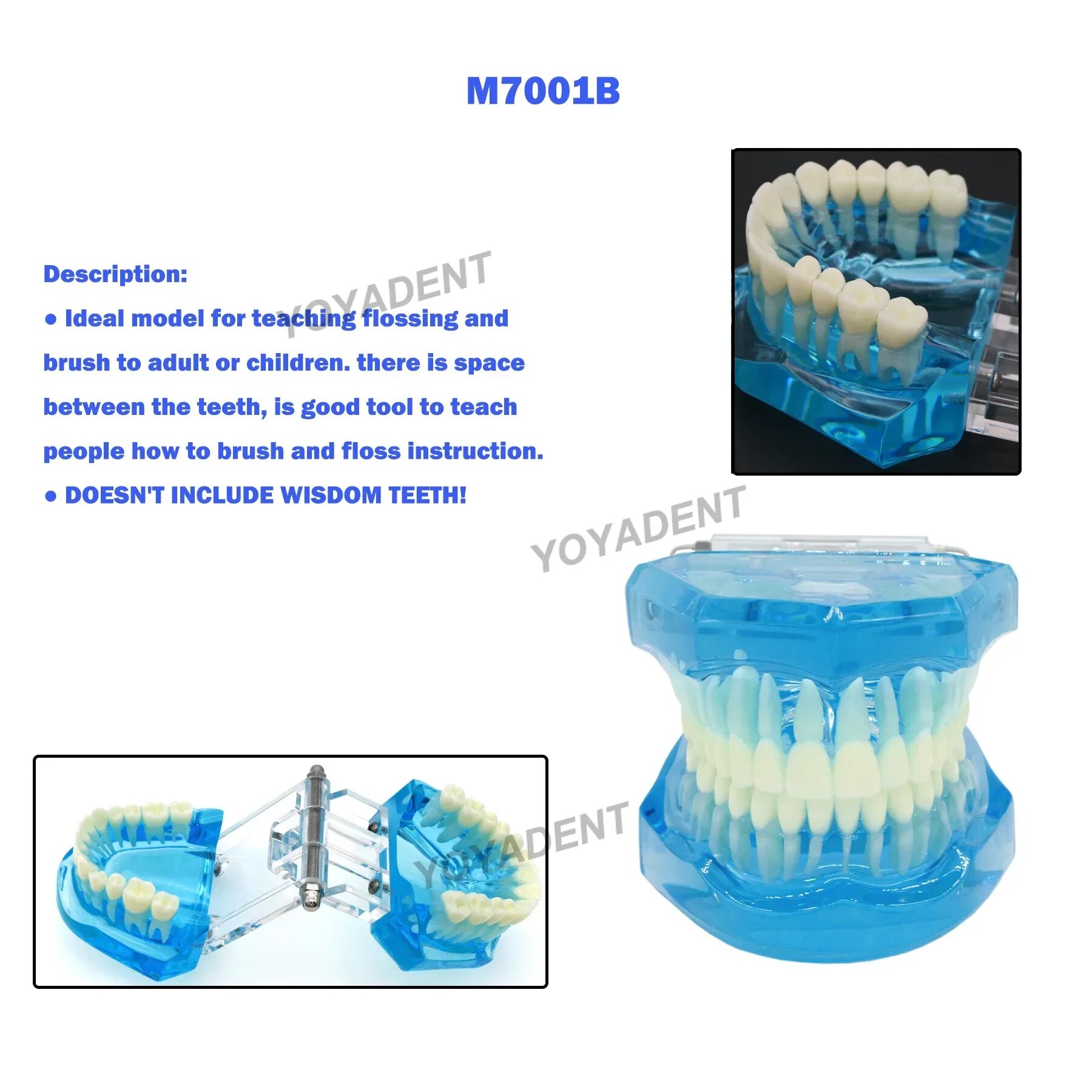Стоматологические модели зубов YOYADENT Teaching Teeth Models M7001B