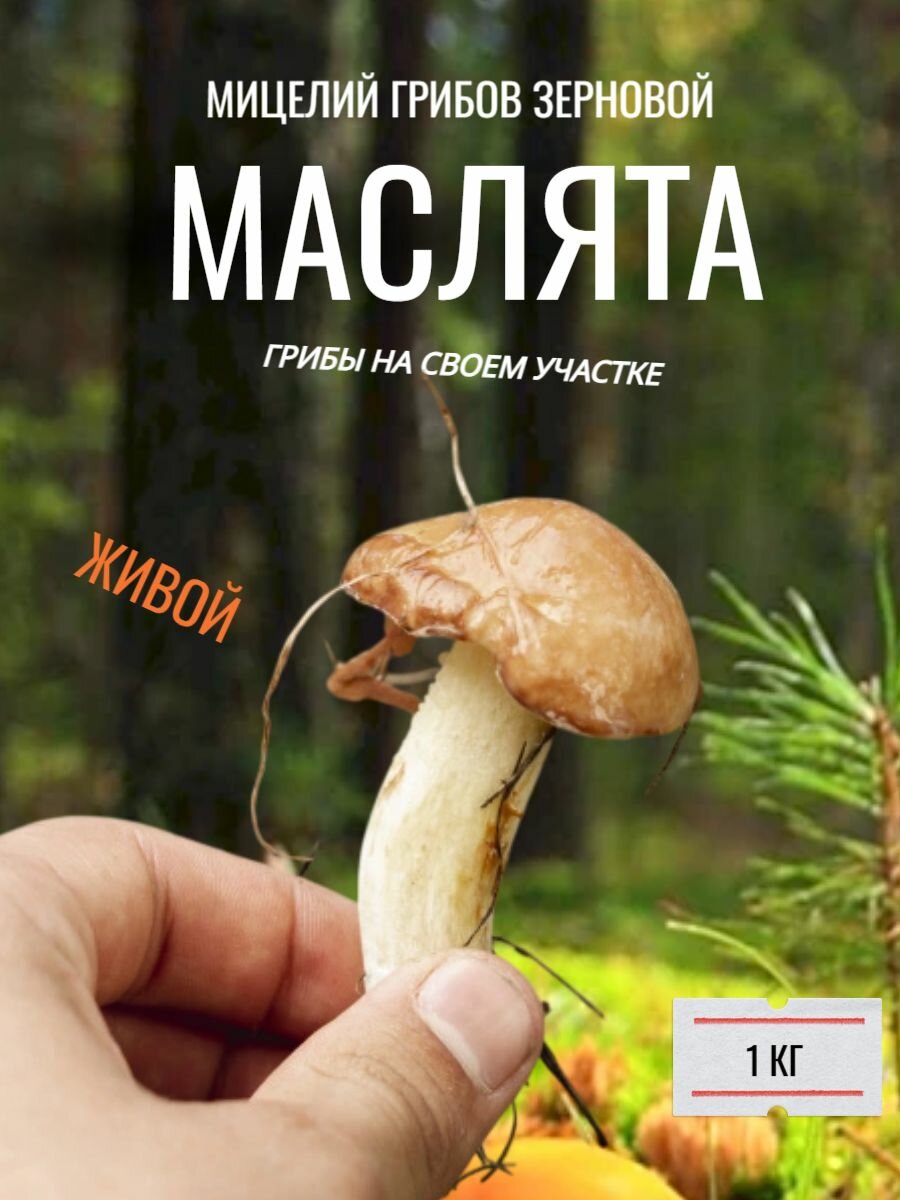 Мицелий грибов зерновой маслята - 1 кг.