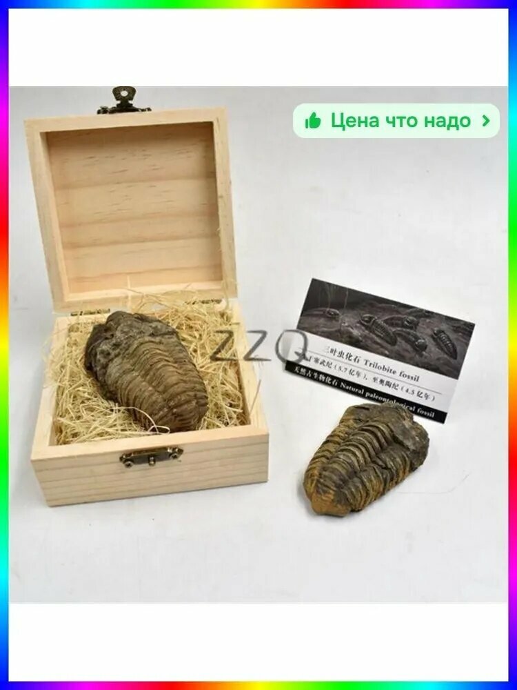 Окаменелости трилобитов из Марокко: разнообразие и уникальность