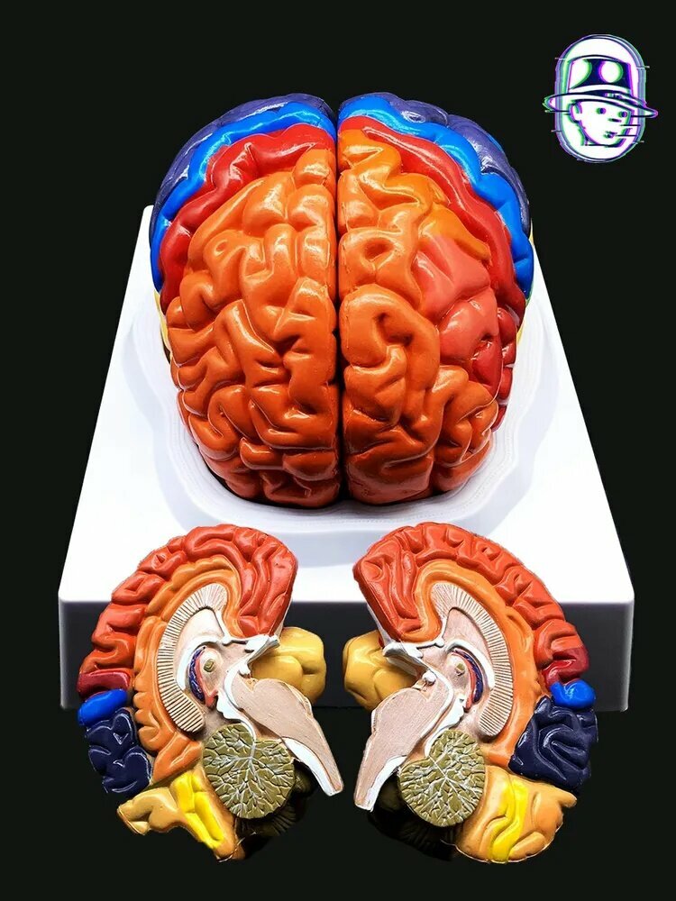Модель человеческого мозга, разделенный на части мозг с цветовой кодировкой, 2 части