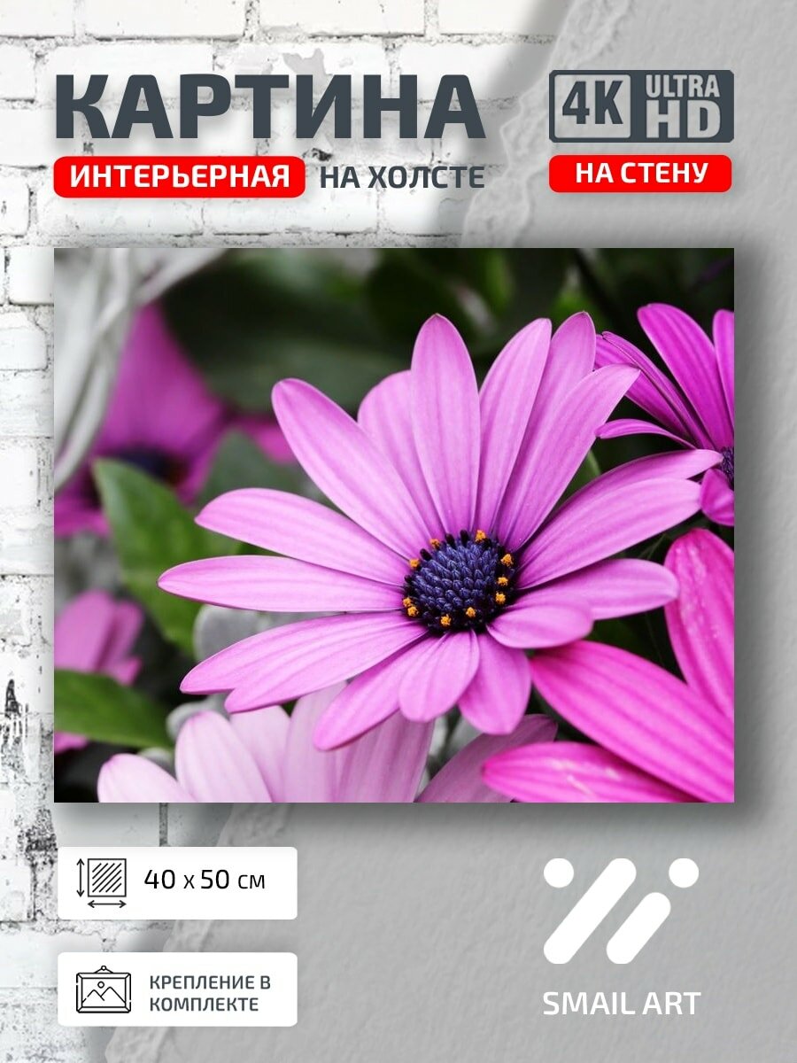 Картина на холсте интерьерная 40 на 50 на стену ромашки Фиолетовые для кабинета атмосфера