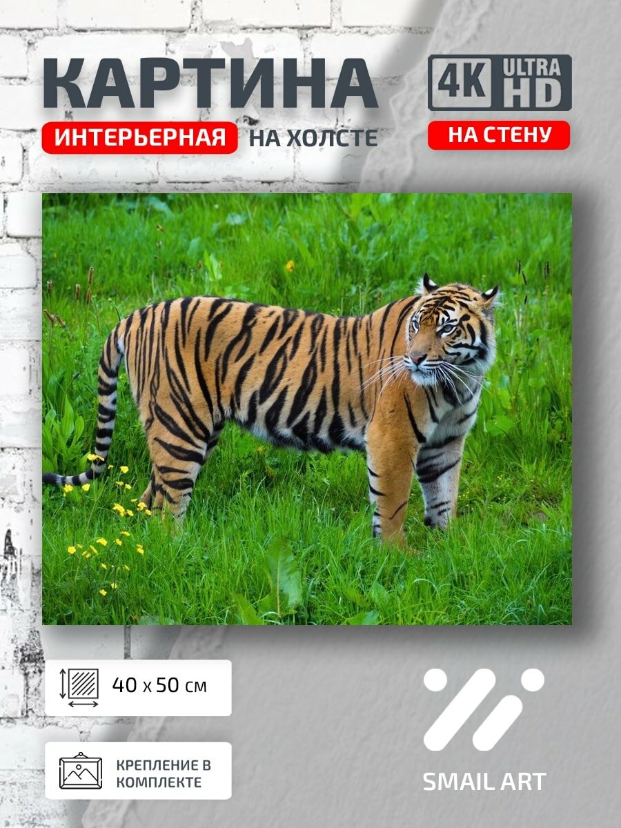 Картина на холсте интерьерная 40 на 50 на стену Животные Тигр для офиса атмосфера