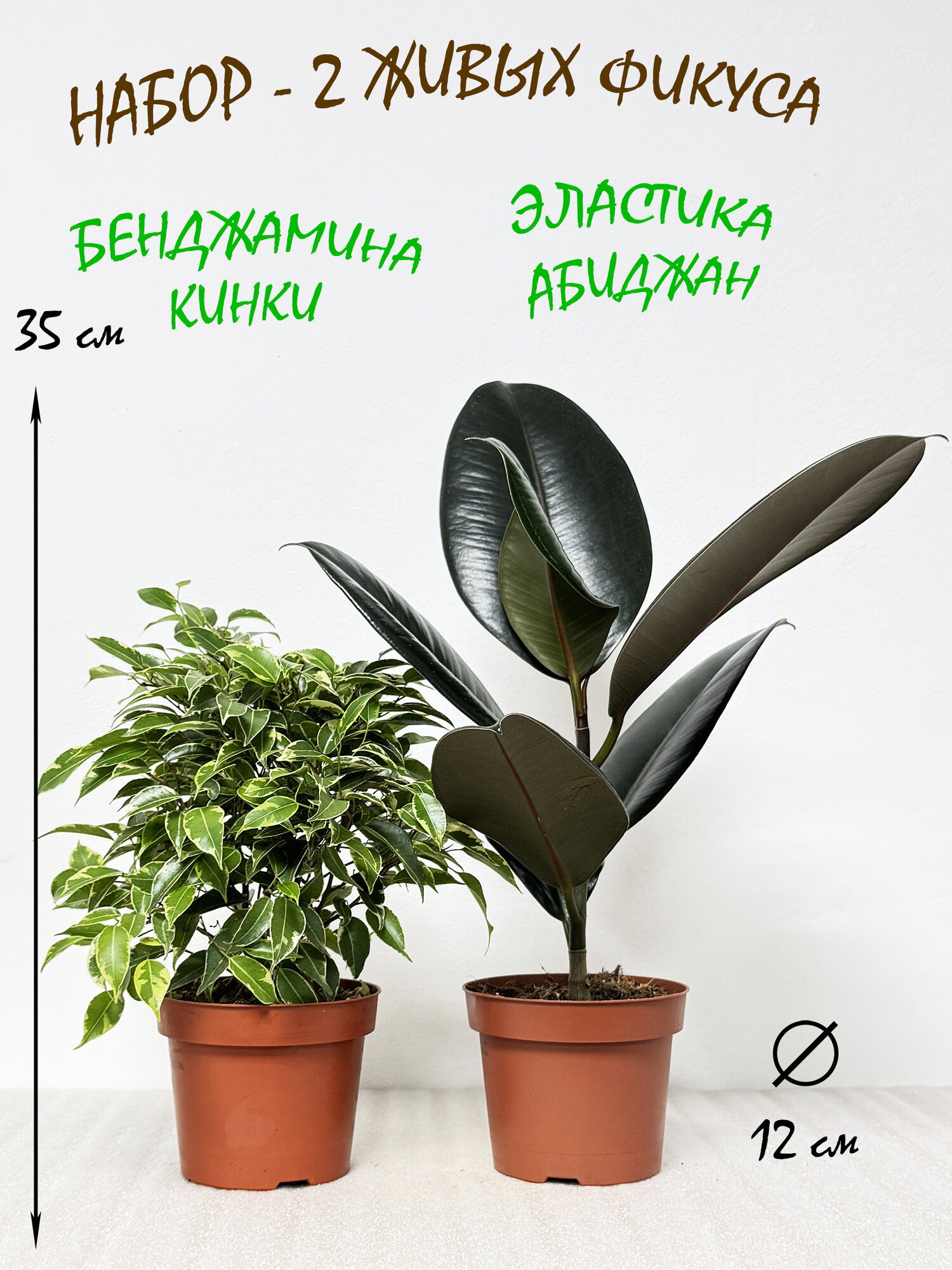 Набор - 2 растения: Фикус Кинки и Фикус Эластика Абиджан, высота 25-40см