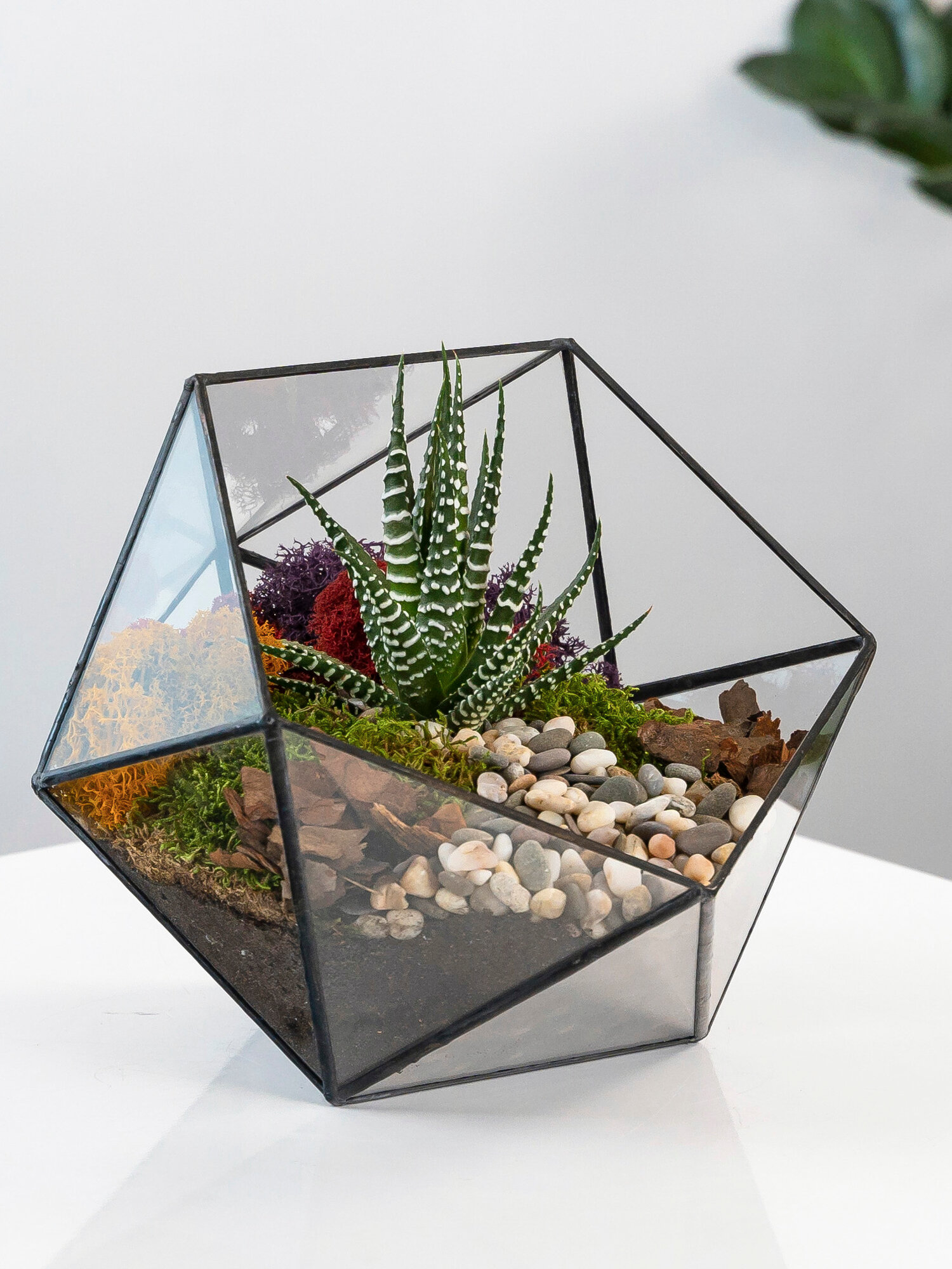 Geo Glass: Хавортия , суккулент во флорариуме , флорариум стекло