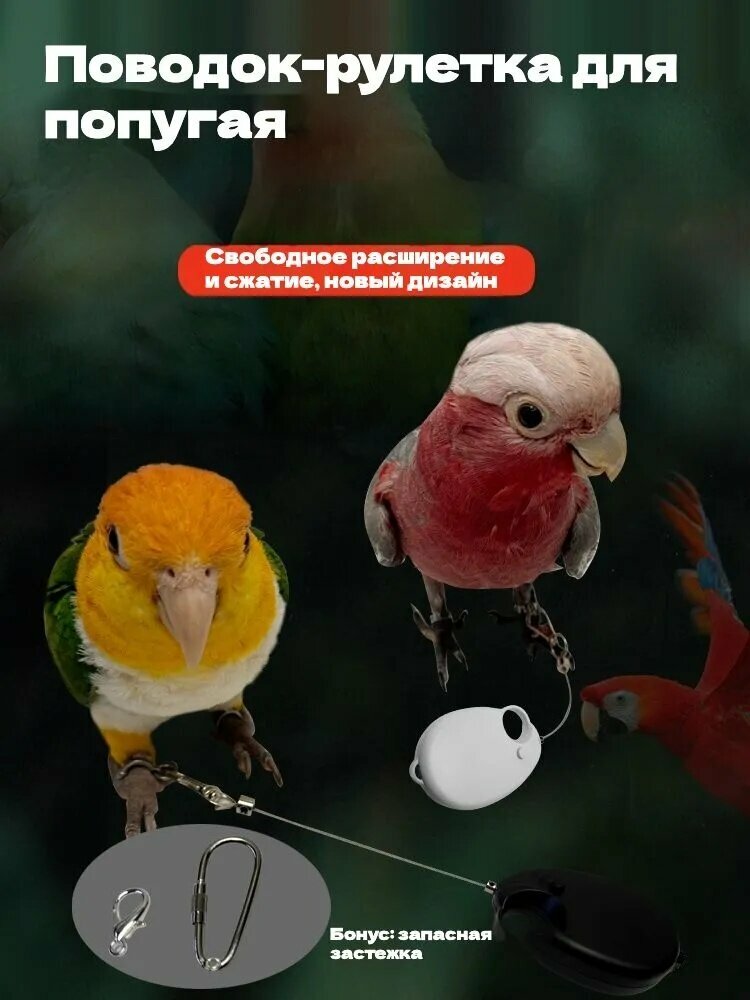 Шлейка-поводок для попугая: удобная, сверхлёгкая, с кольцами для лапок для тренировок и полётов.