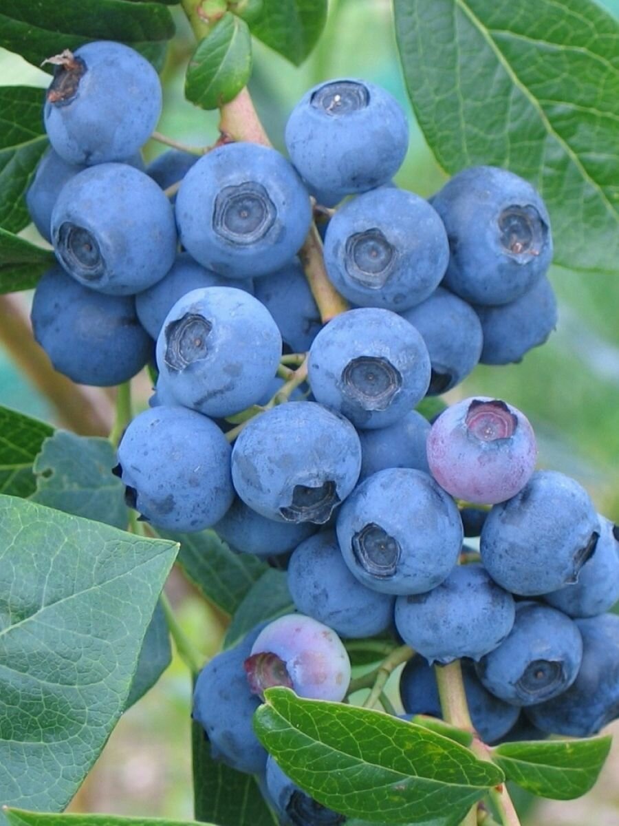 Голубика Денис Блю / 1 шт, лечебные свойства, низкорослый, стойкий аромат