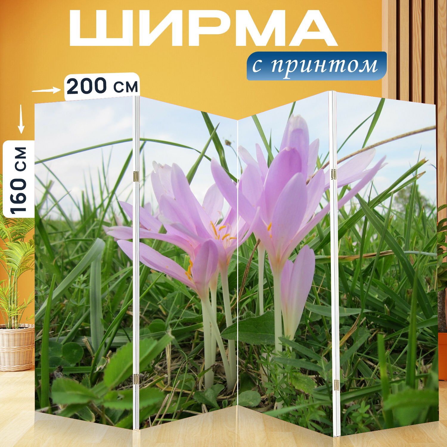 Ширма "Безвременник осенний, завод, растения" перегородка для зонирования комнаты с принтом 200x160 см. на холсте