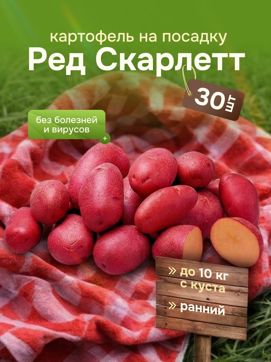 Картофель клубни на посадку Ред Скарлетт 30шт "ранний"