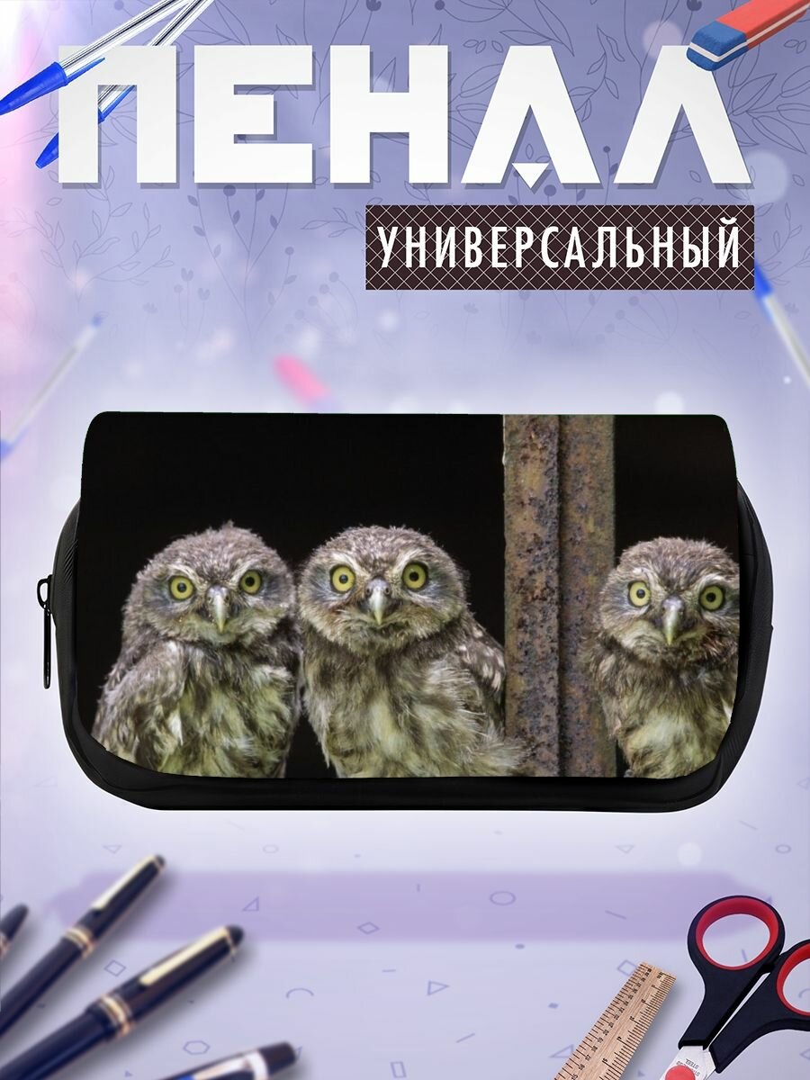 Школьный пенал сова хищная птица