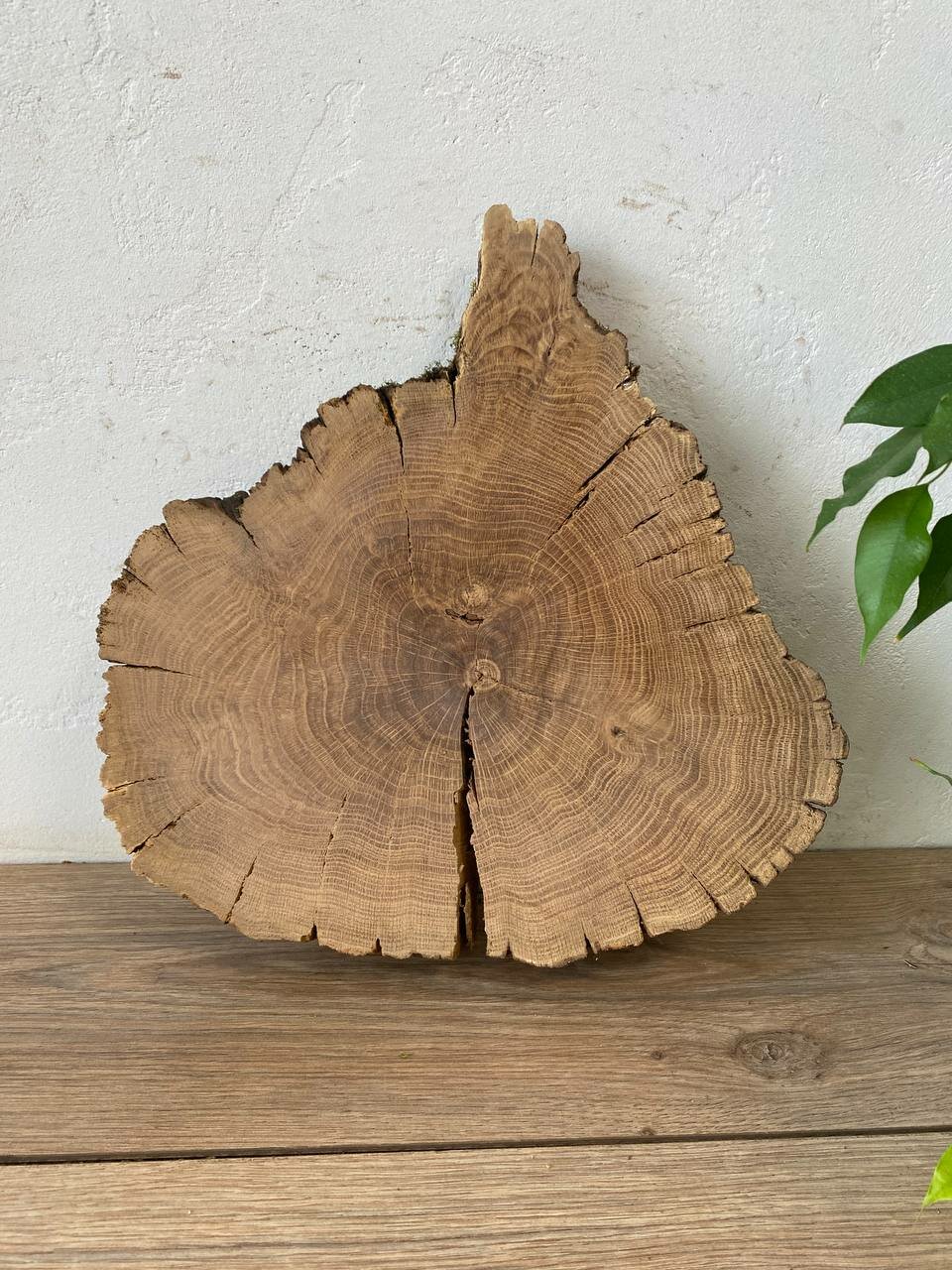 Спил дуб . Габаритные размеры 33х29х4,5 см. Шлифованный с 2-х сторон. артикул к1861