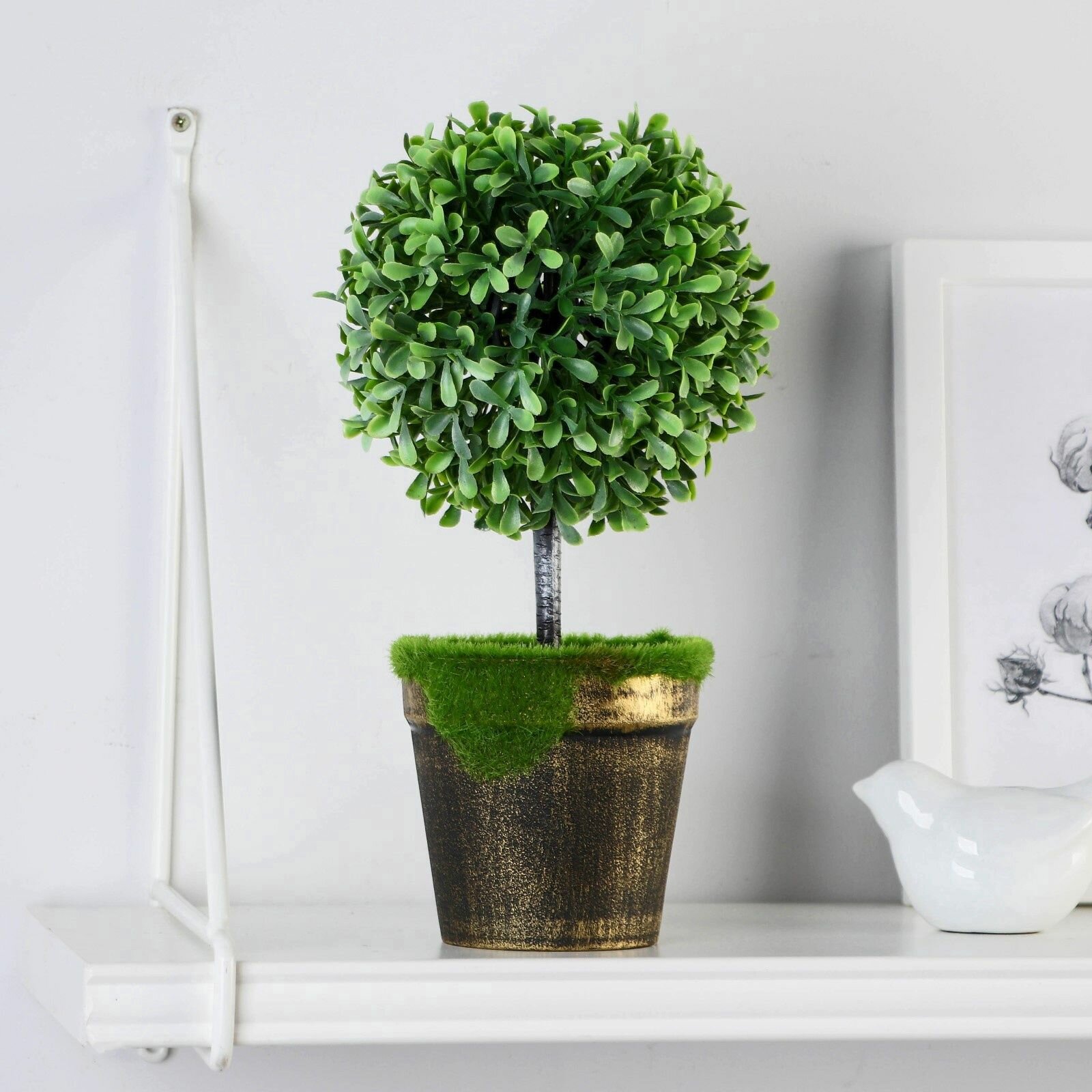 Бонсай в горшке Самшит , 10 23 см