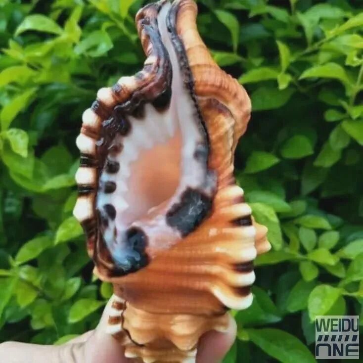 Чёрнопятнистый тритон 1шт/Ракушка морская, натуральная/ Циматиум лоториум