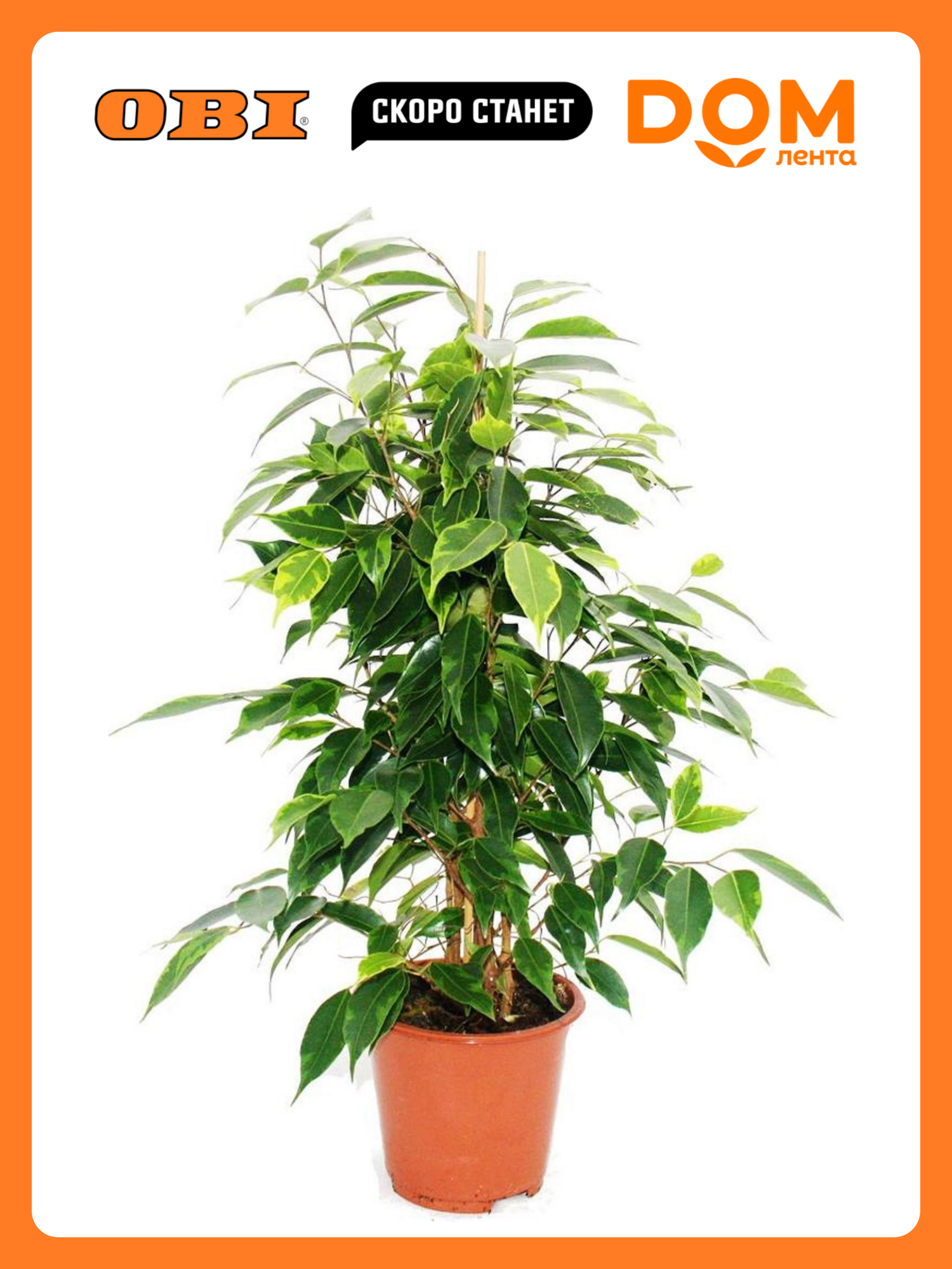 Фикус Бенджамина, декоративно-лиственный, высота 55 см, диаметр горшка 14 см