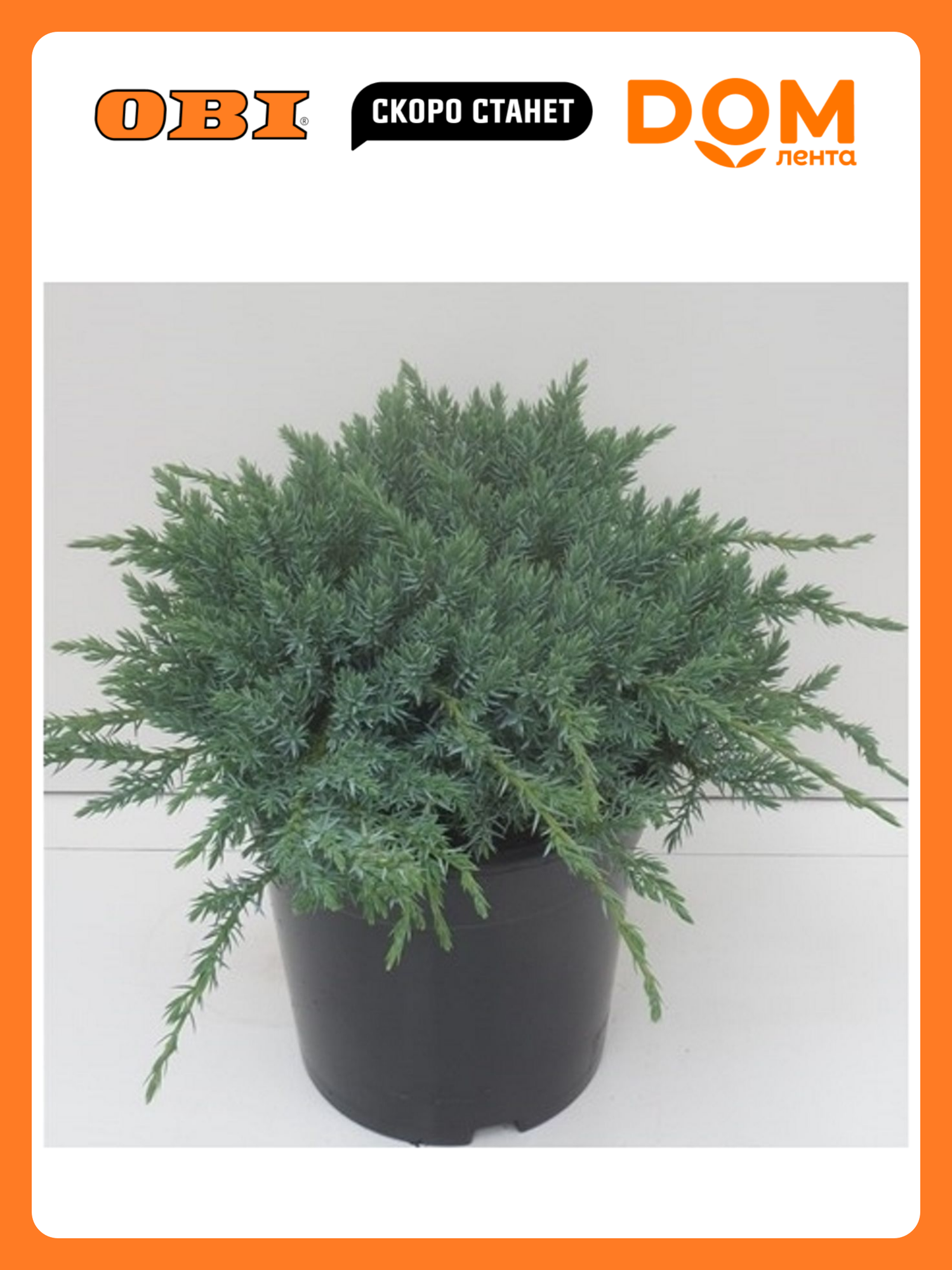 Можжевельник "Блю Карпет", чешуйчатый, быстрорастущий, неприхотливый, 30 см