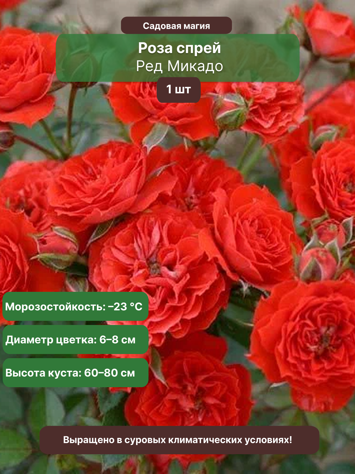 Роза спрей Ред Микадо , 1 саженец , многолетняя , красная , 30-50 см