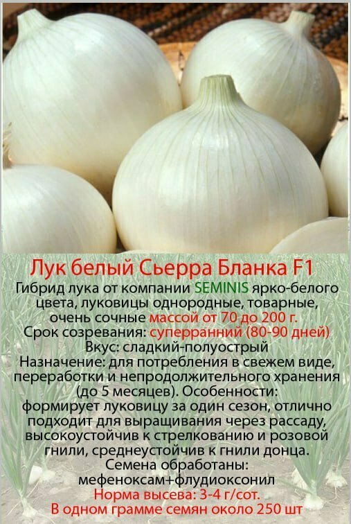 Лук белый Сьерра Бланка F1, семена 10 грамм, фасовка ( 2500 сем)