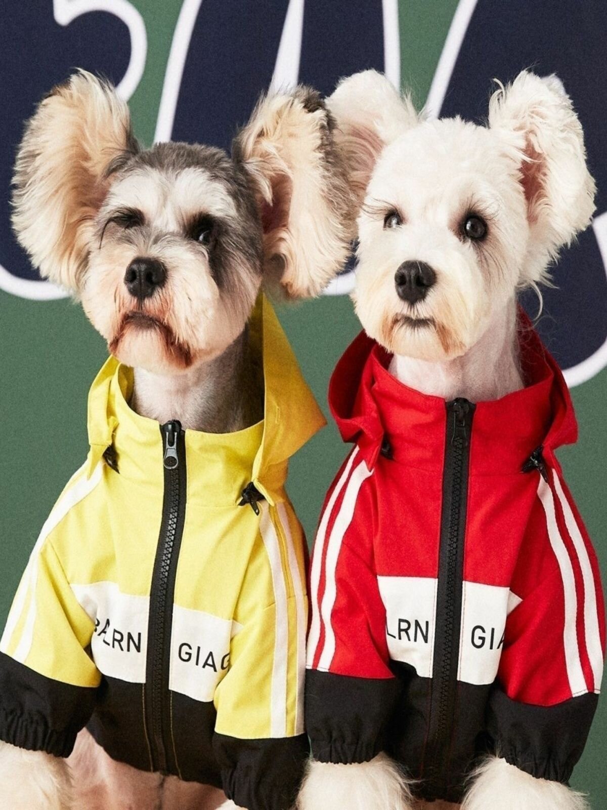 Стильный водонепроницаемый дождевик для маленьких собак: подходит для померанских шпицев, пуделей и подобных пород